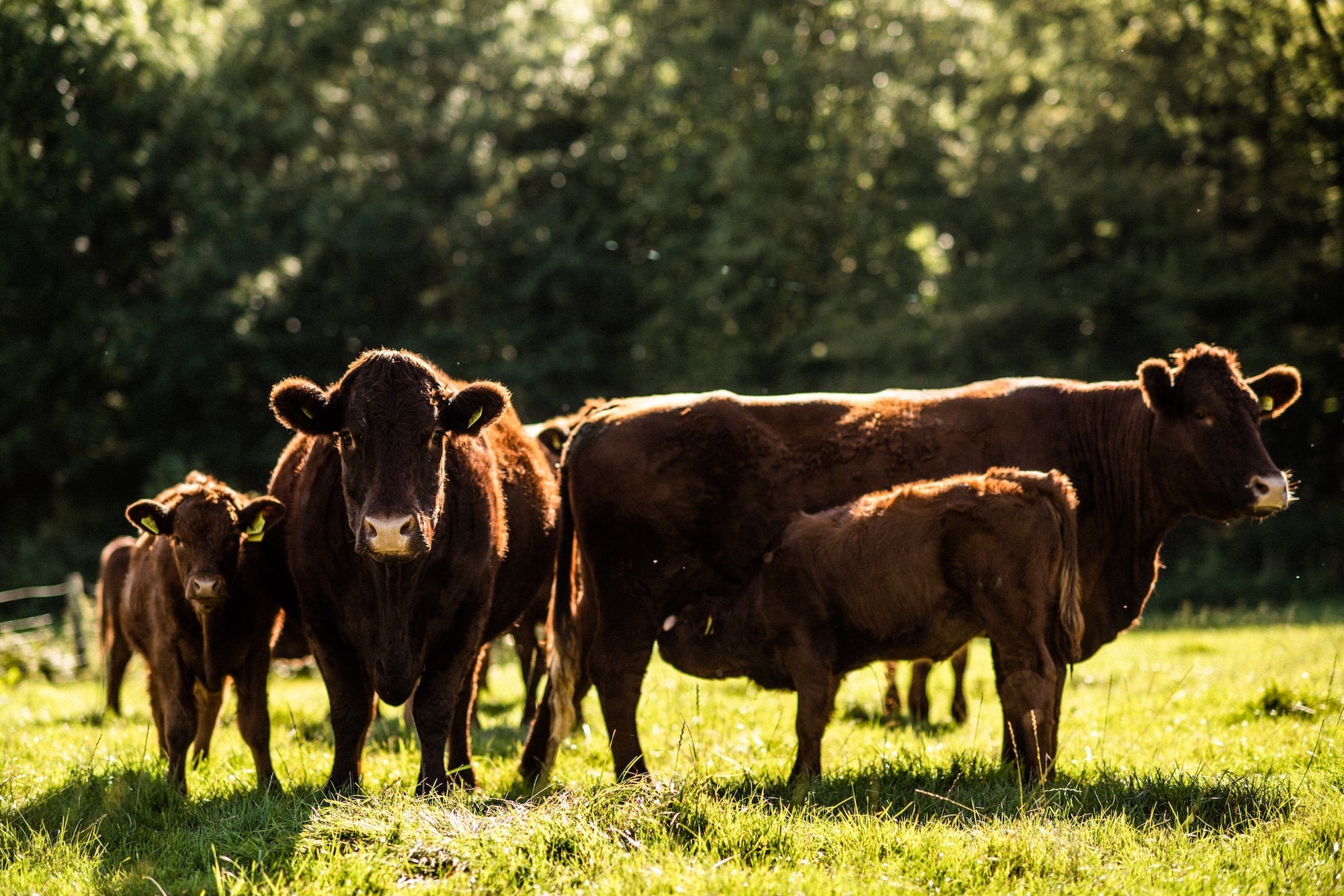 Locally Farmed Meat - Strawberry Fields Farm Shop, Lifton – Tagged "meat"